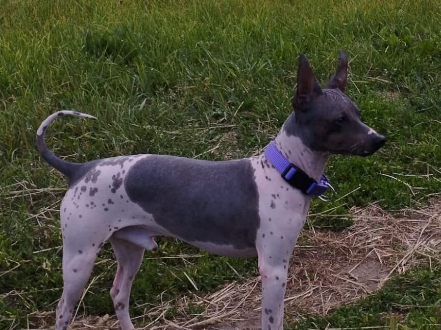 Собака ищем девочку для вязки