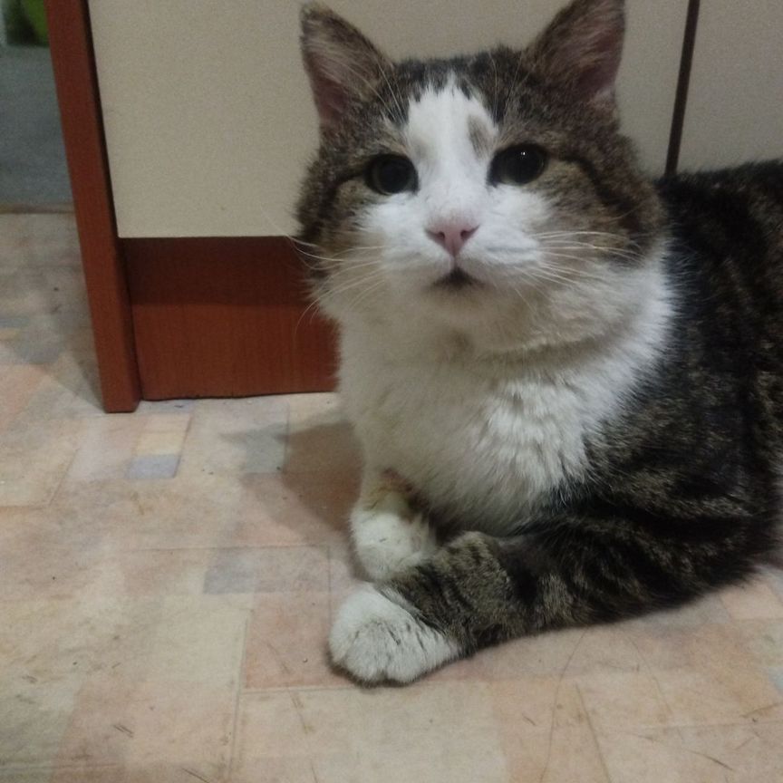 Найденные коты