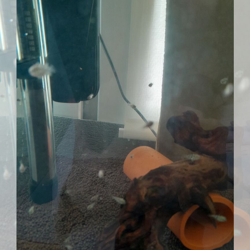 Аквариумные рыбки сапфировые попугаи