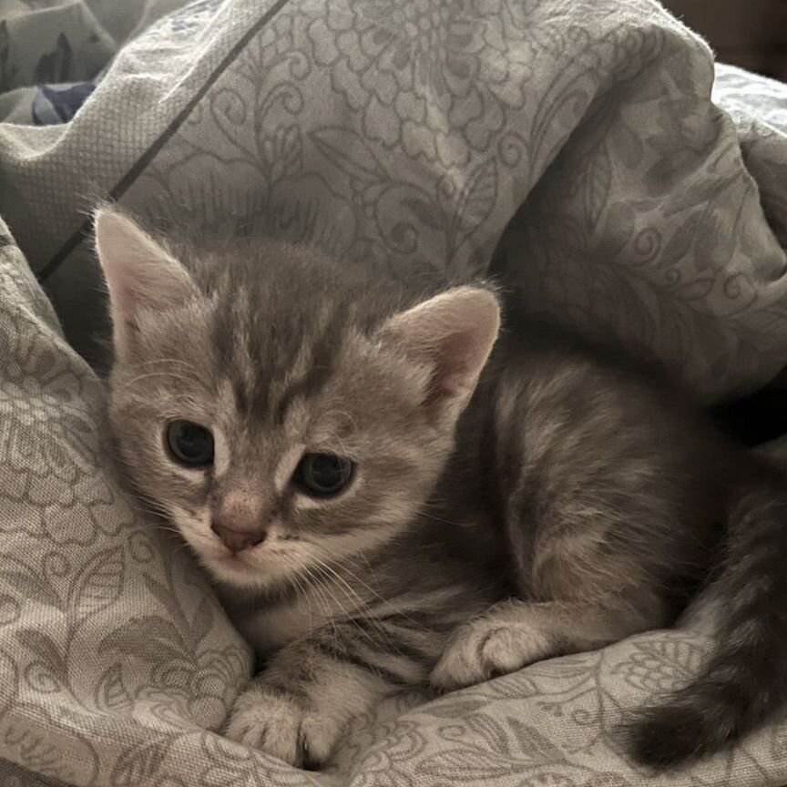 Котенок в добрые руки