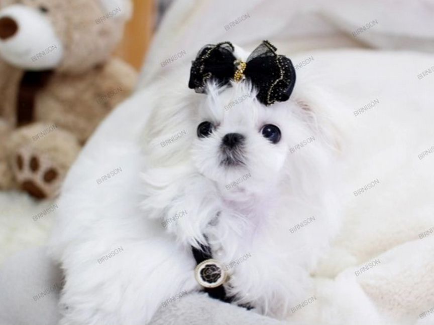 Мальтийская болонка (супер мини)