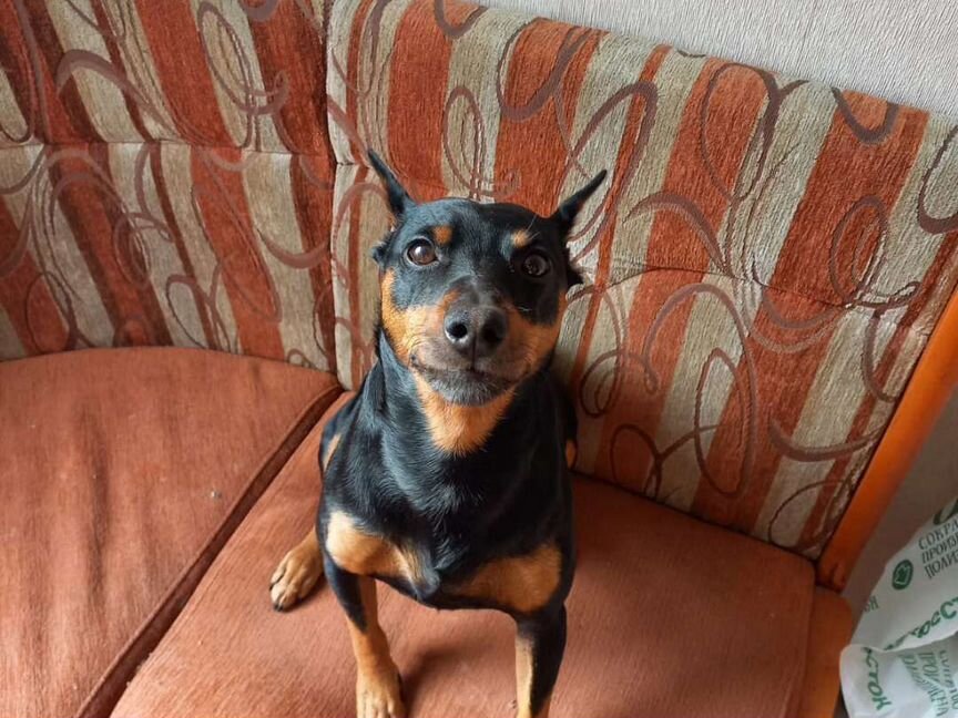 Вязка цвергпинчер