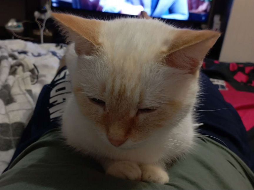 Кошка для вязки