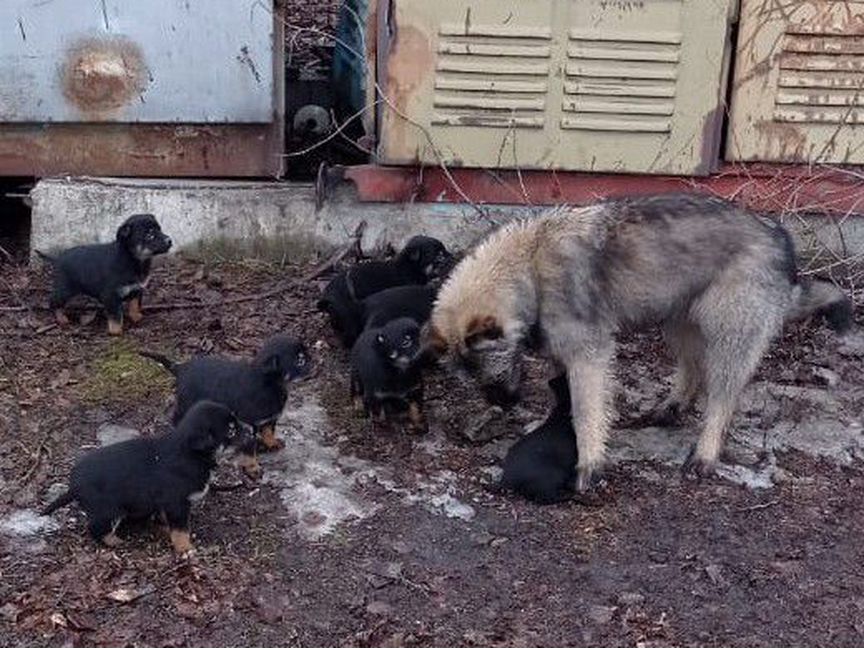 Щенки
