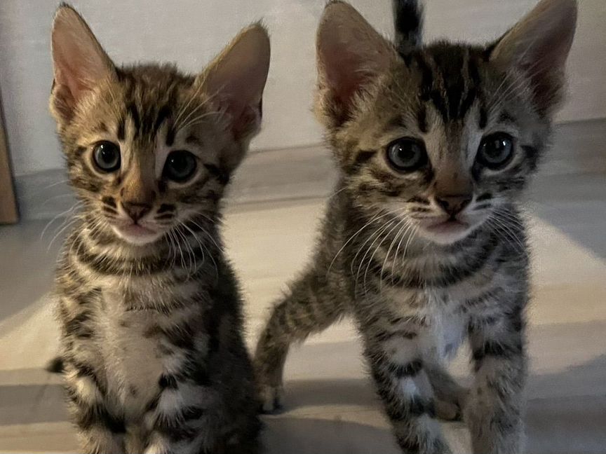 Бенгальские котята