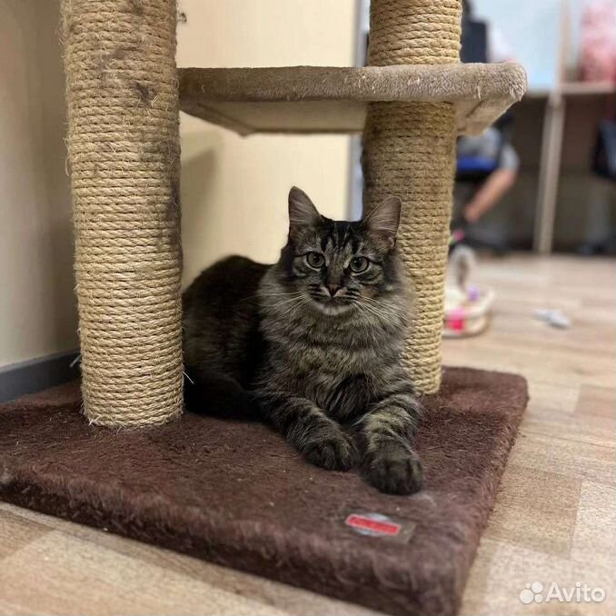 Кошечка Плюша в поисках дома