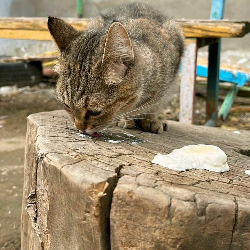 Кошки в добрые руки бесплатно