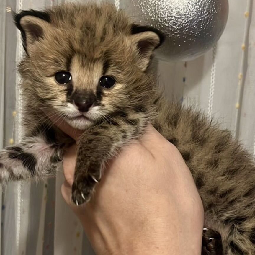 Саванна котёнок