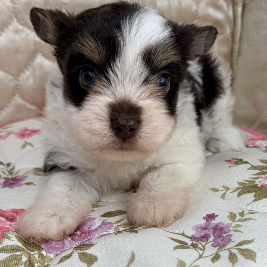 Йоркширский терьер, щенок