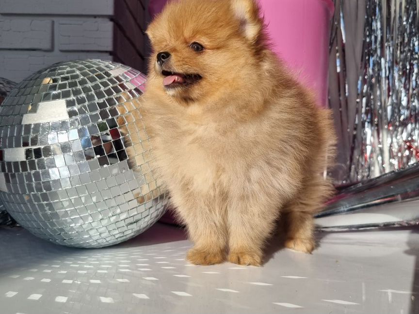 Померанский шпиц