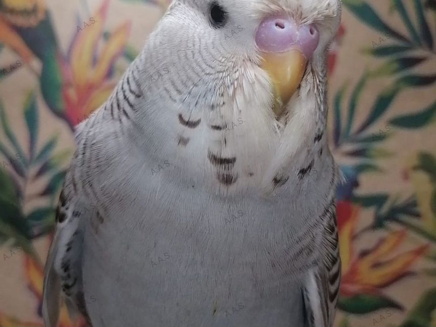 Птенец ввп (Чех)