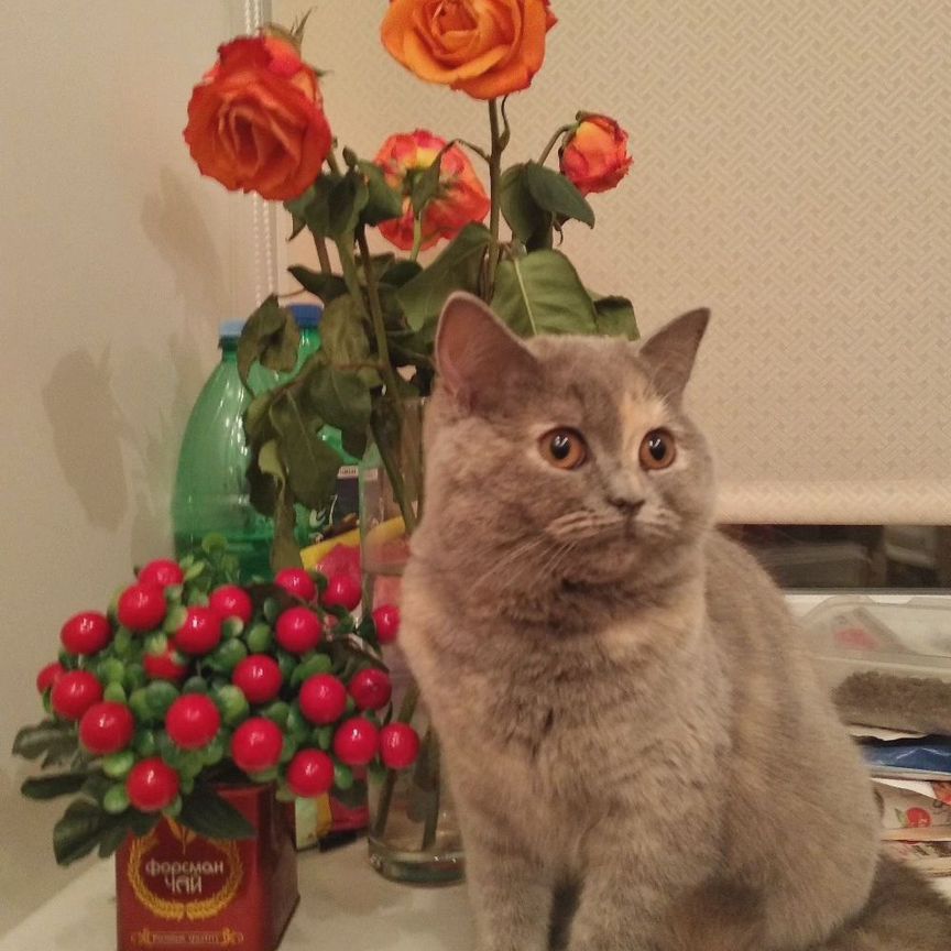 Пристрою