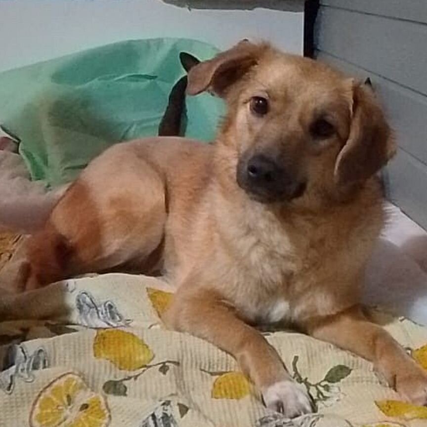 Маленькая собачка в добрые руки