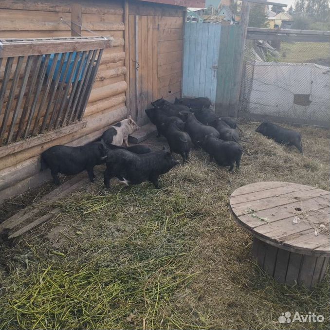 Вьетнамские вислобрюхие поросята