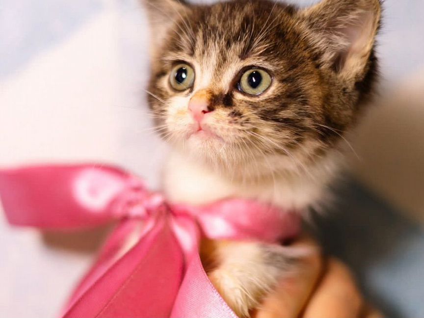 Одинокий котеночек ищет семью