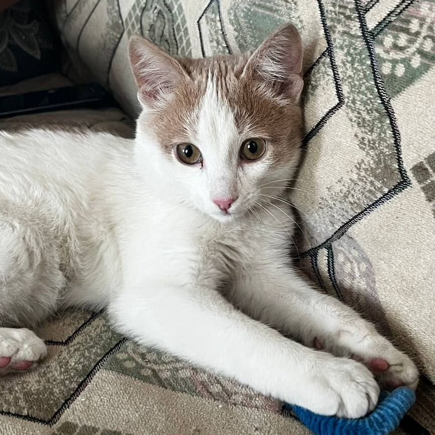 Котёнок в добрые руки