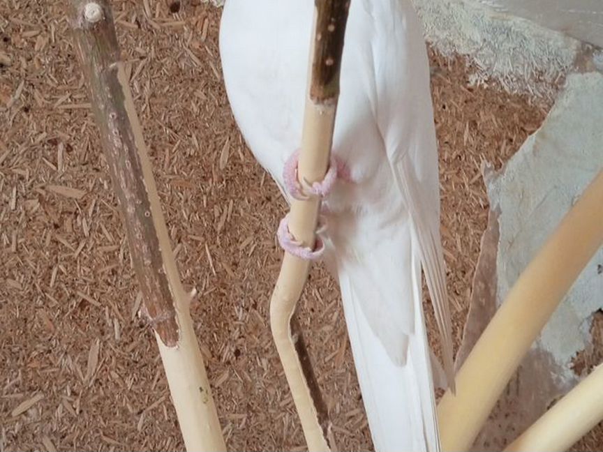 Продам попугая