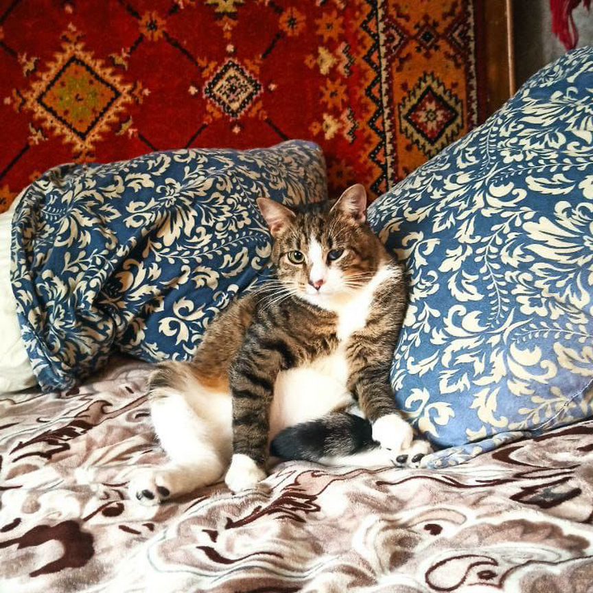 Котик в хорошие руки