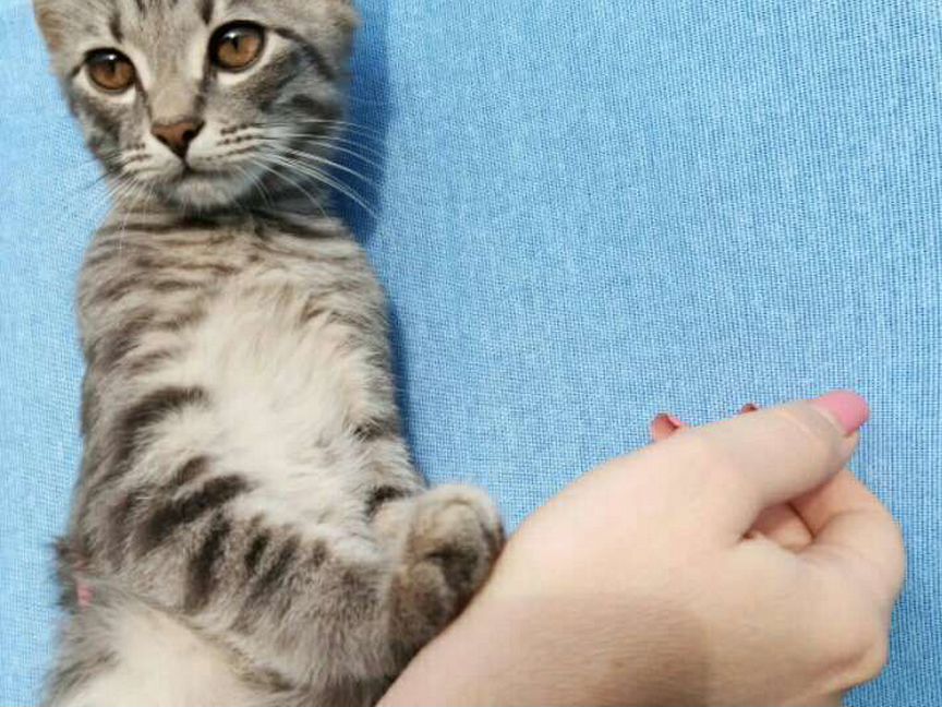 Котята-мышеловы в добрые руки