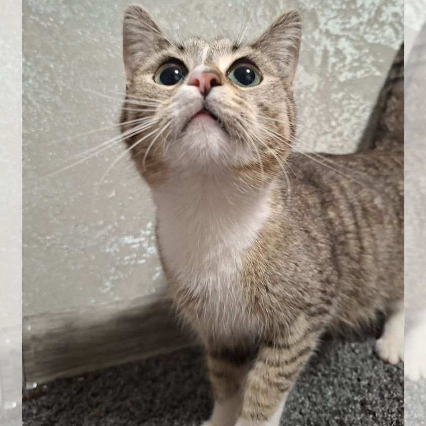 Взрослая, кошка в добрые руки