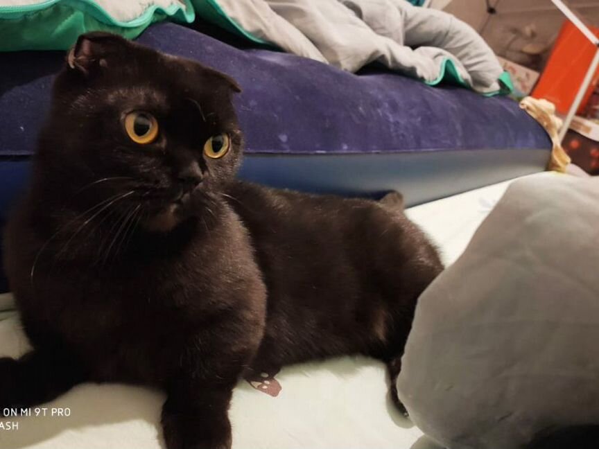 Кошка ищет жениха