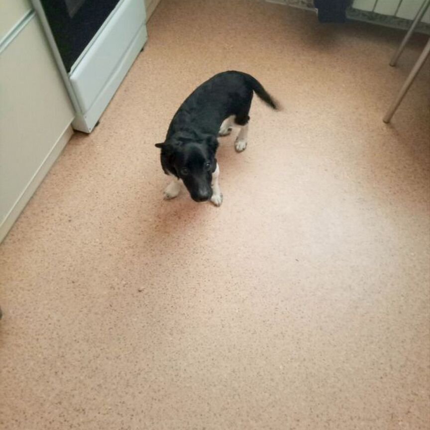 Домашние животные собаки щенок бесплатно