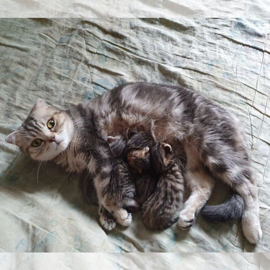 Котята в добрые руки бесплатно