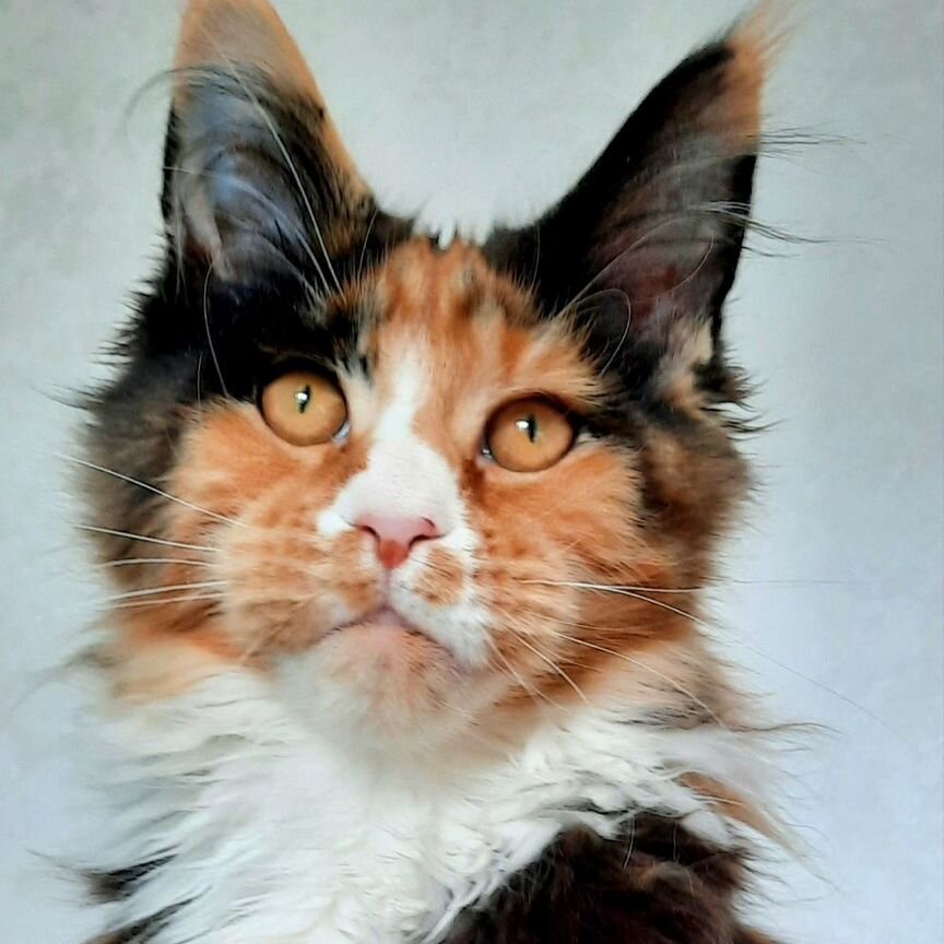 Мейн-кун калико