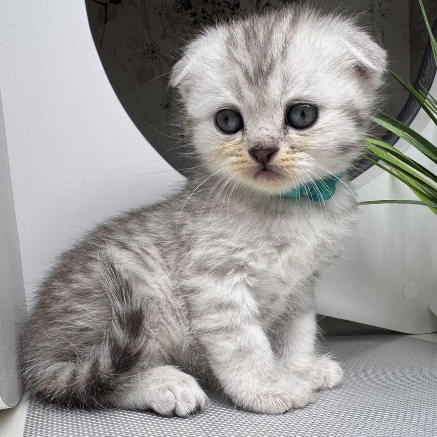 Шотландский вислоухий короткошёрстный котёнок