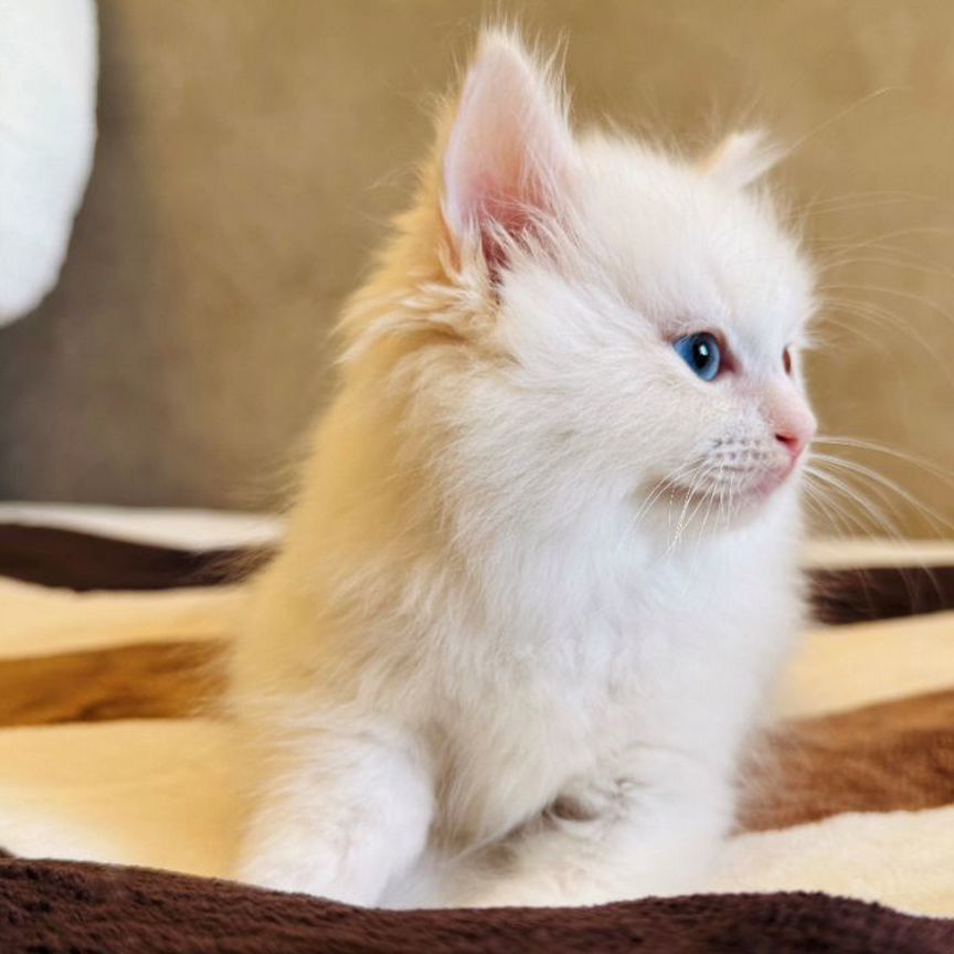 Рэгдолл котёнок
