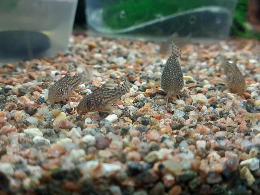 Коридорос штерба