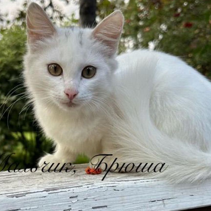 Котёнок в добрые руки