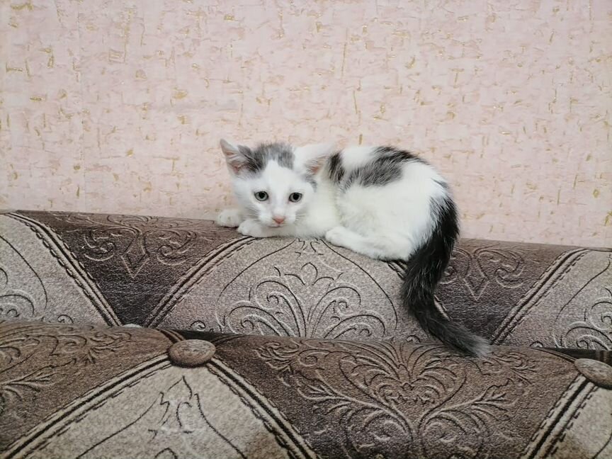 Котята ищут своих мам и пап