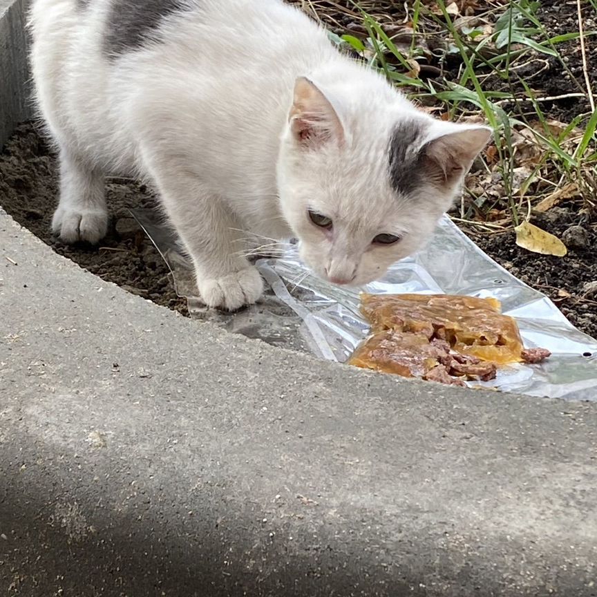 Котенок ищет дом