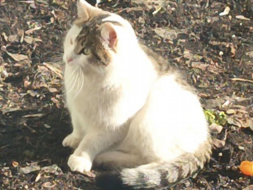 Котик