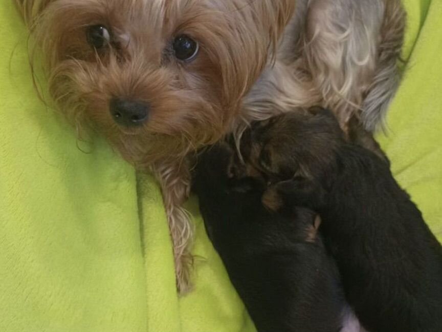 Йоркширский терьер