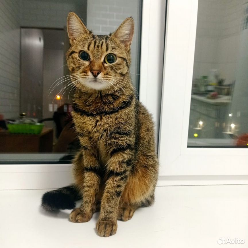 Кошка в добрые руки