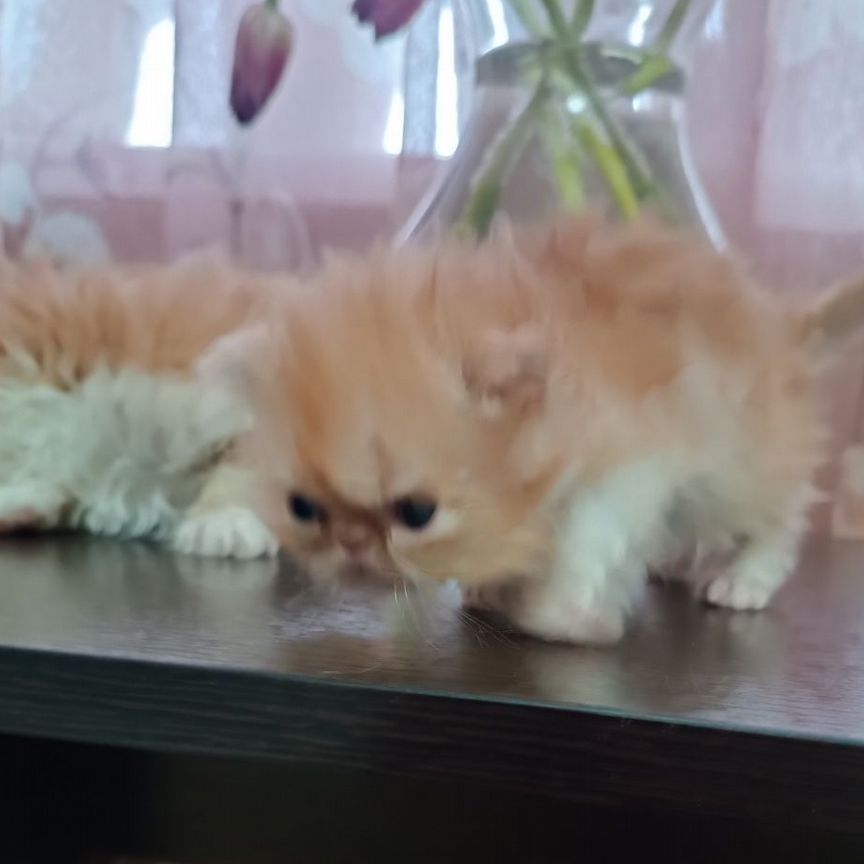 Экзотические котята рыжие