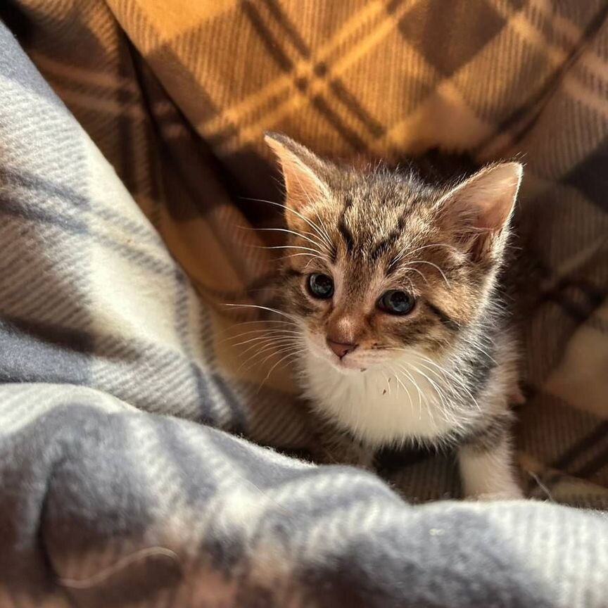 Котёнок в добрые руки