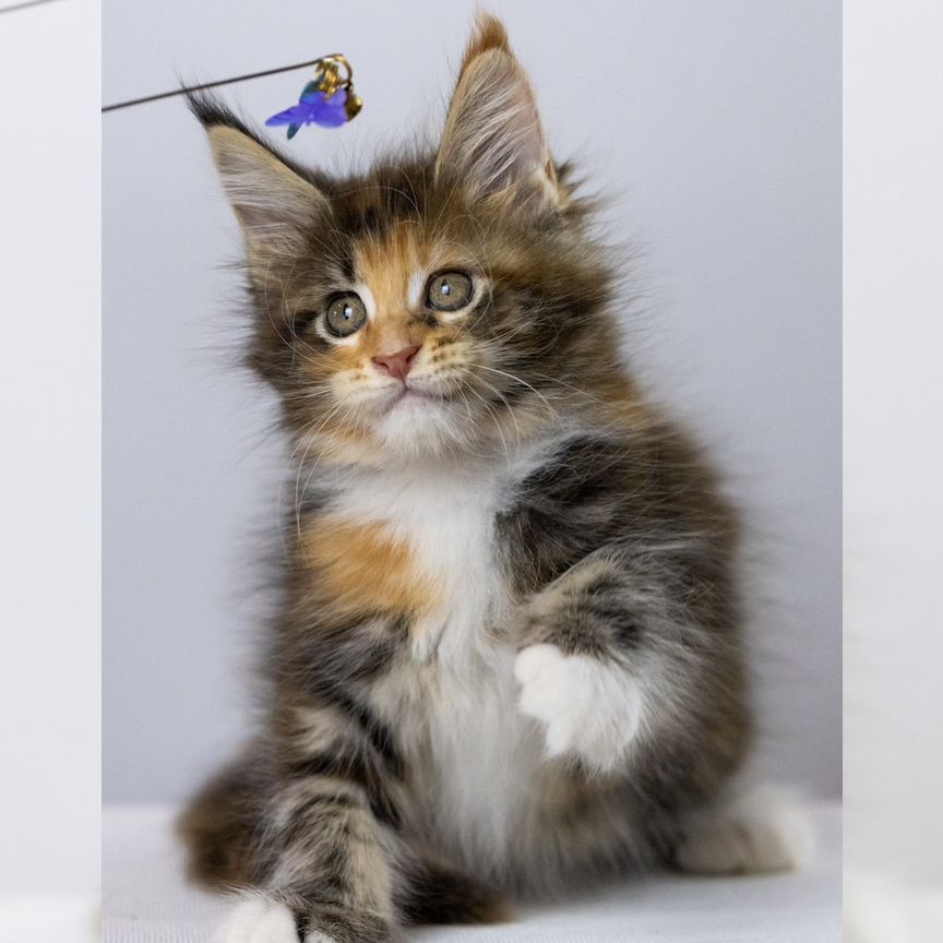 Мейнкун котенок