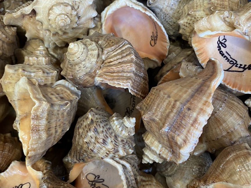 Рапан черноморский крымский ракушка опт и розница