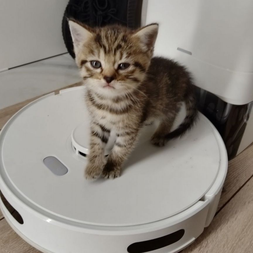 Британские котята короткошерстные