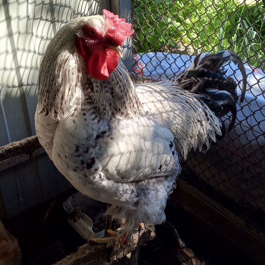 Петух. он полубрама. очень крупный