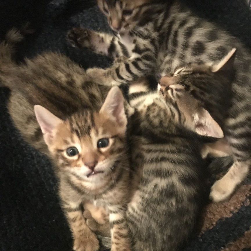 Бенгальские котята