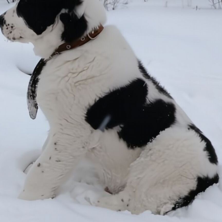 Среднеазиатская овчарка, щенок