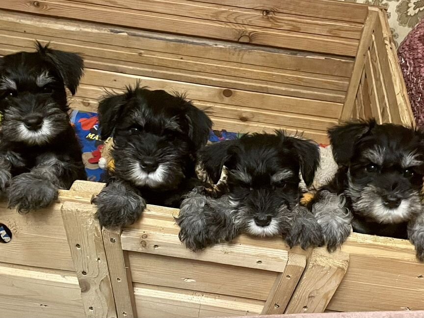 Цвергшнауцер щенки