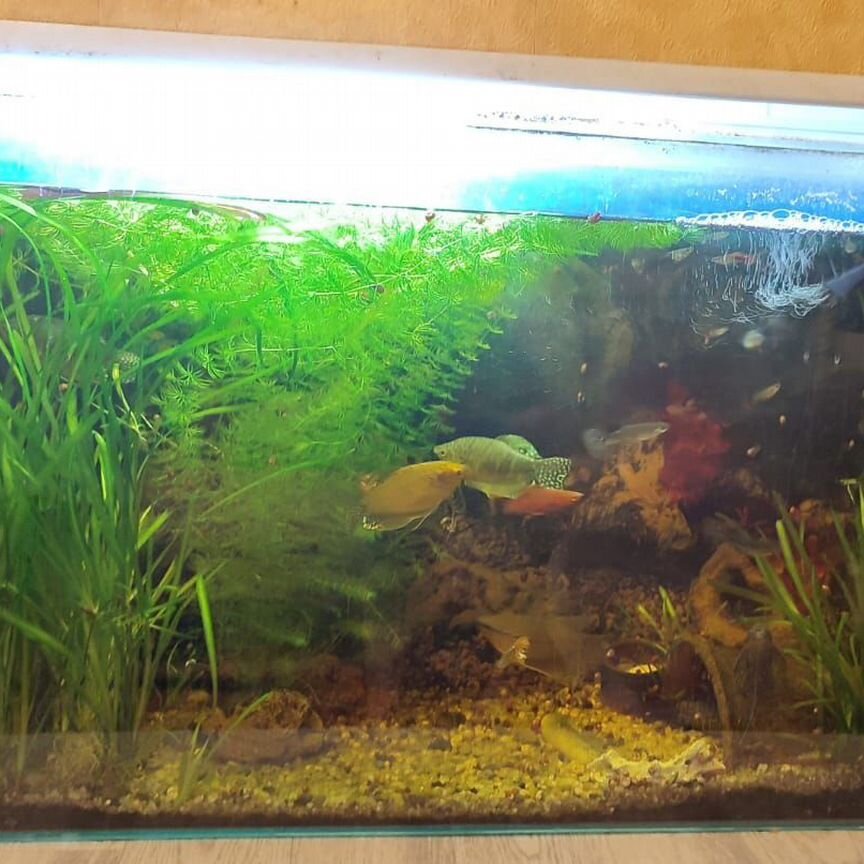 Аквариум с рыбками 750х450х250