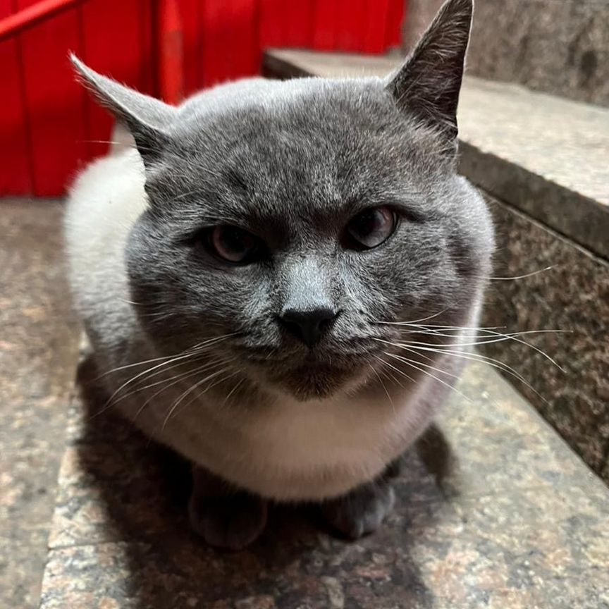 Взрослый кот в добрые руки