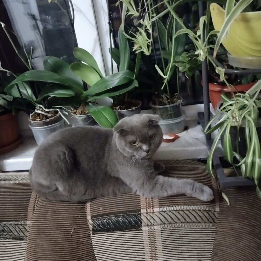 Кот в дар. Хорошего кота в хорошие руки