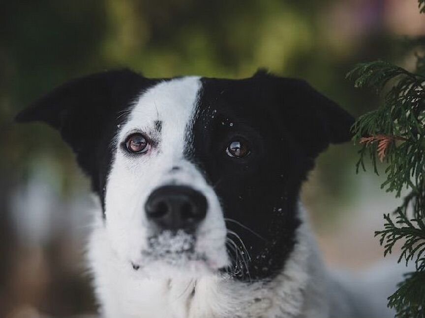 Брусничка - тихая радость вашего дома